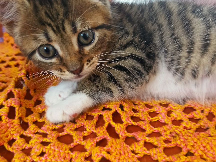 Котята в добрые руки бесплатно девочка