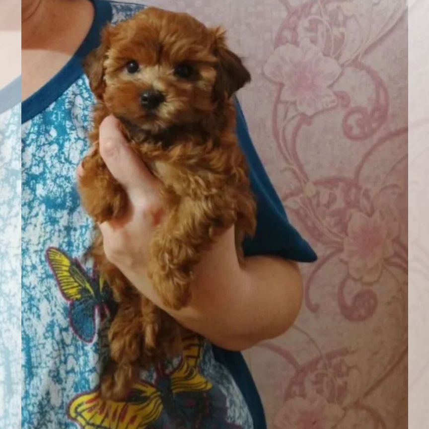 Мальтипу, щенок