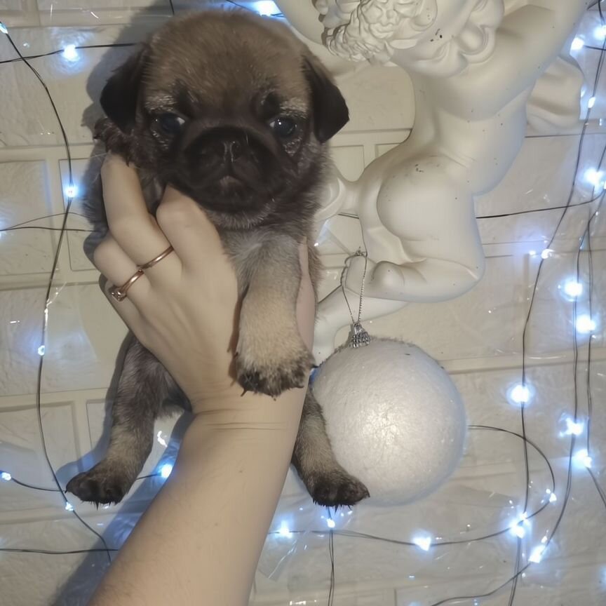 Мопс, щенок