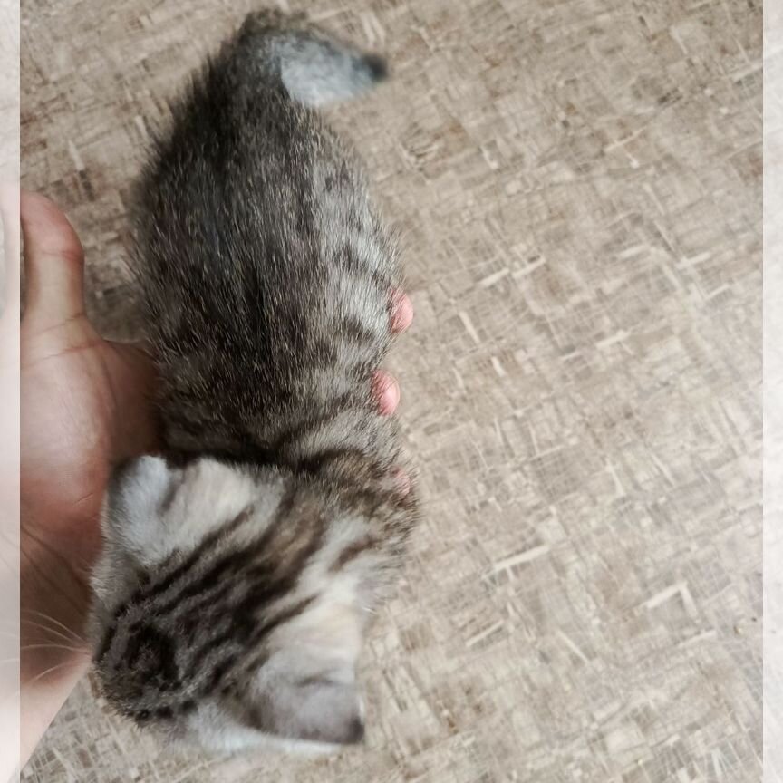 Шотландский вислоухий длинношёрстный котёнок