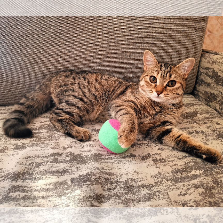 Азиатская табби, кошка вязка