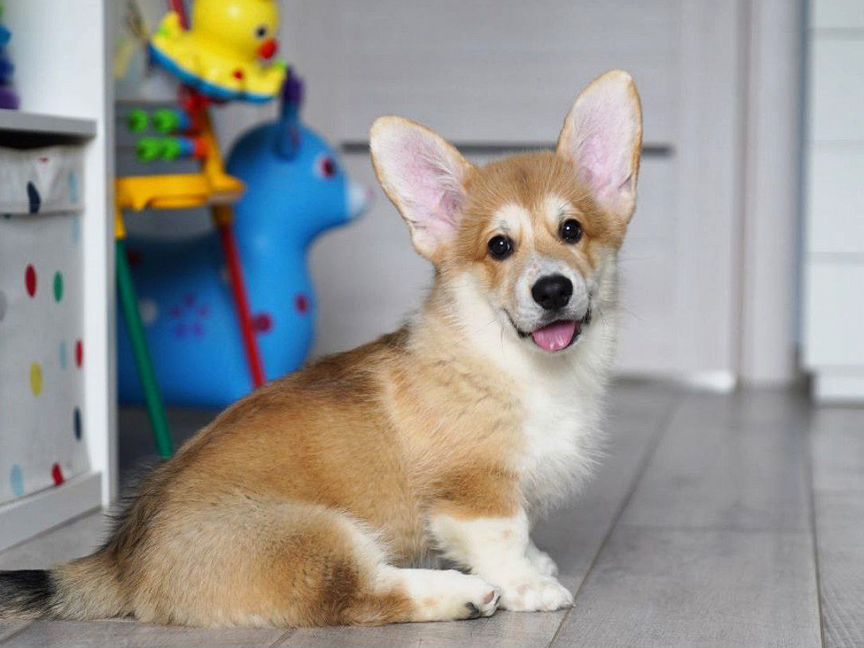 Вельштерьер