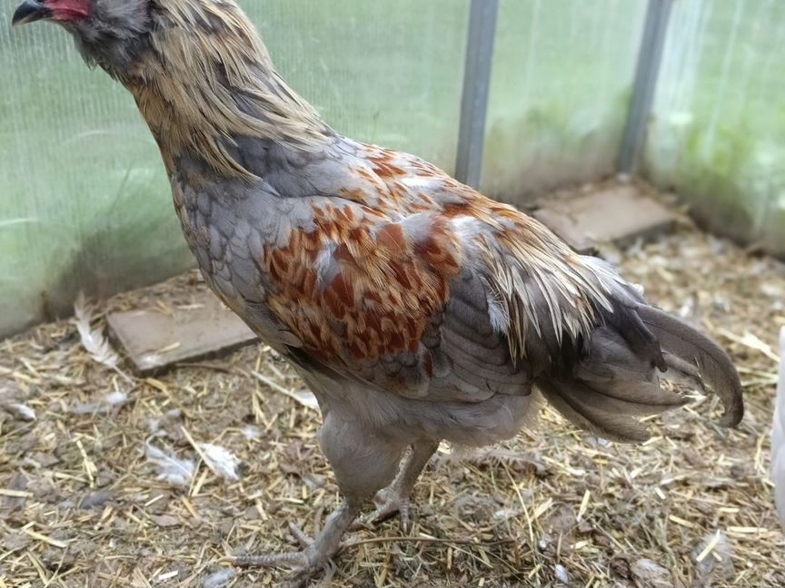 Молодые петухи