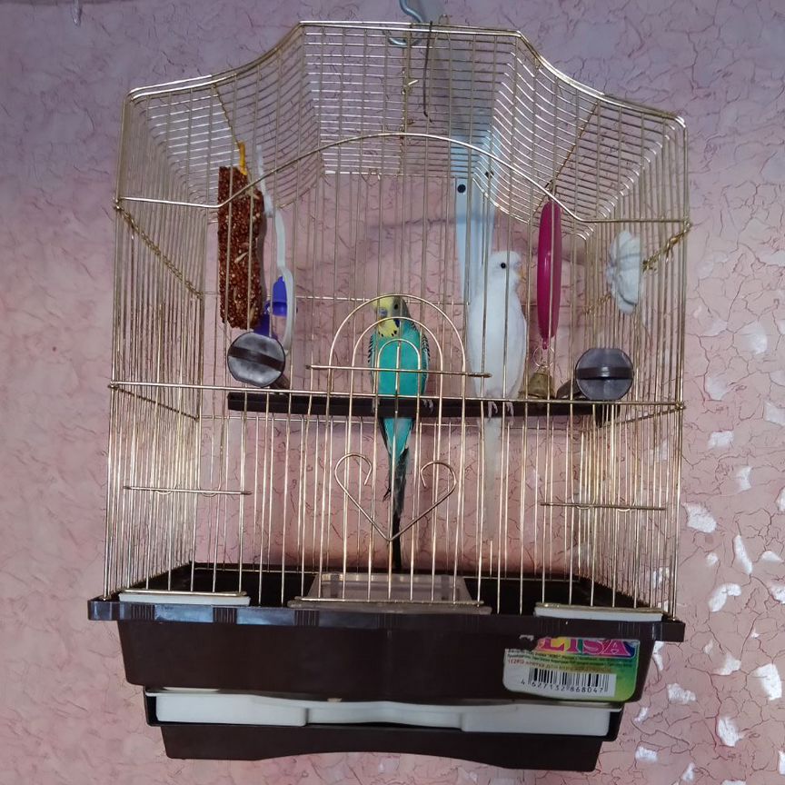 Волнистый попугай самка и самец