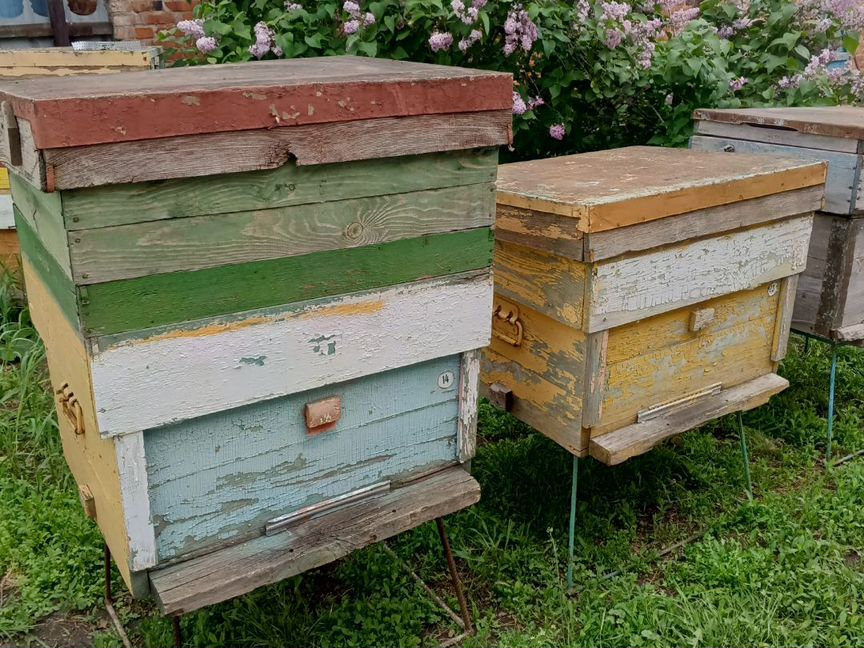 Ульи для пчел. Сушь