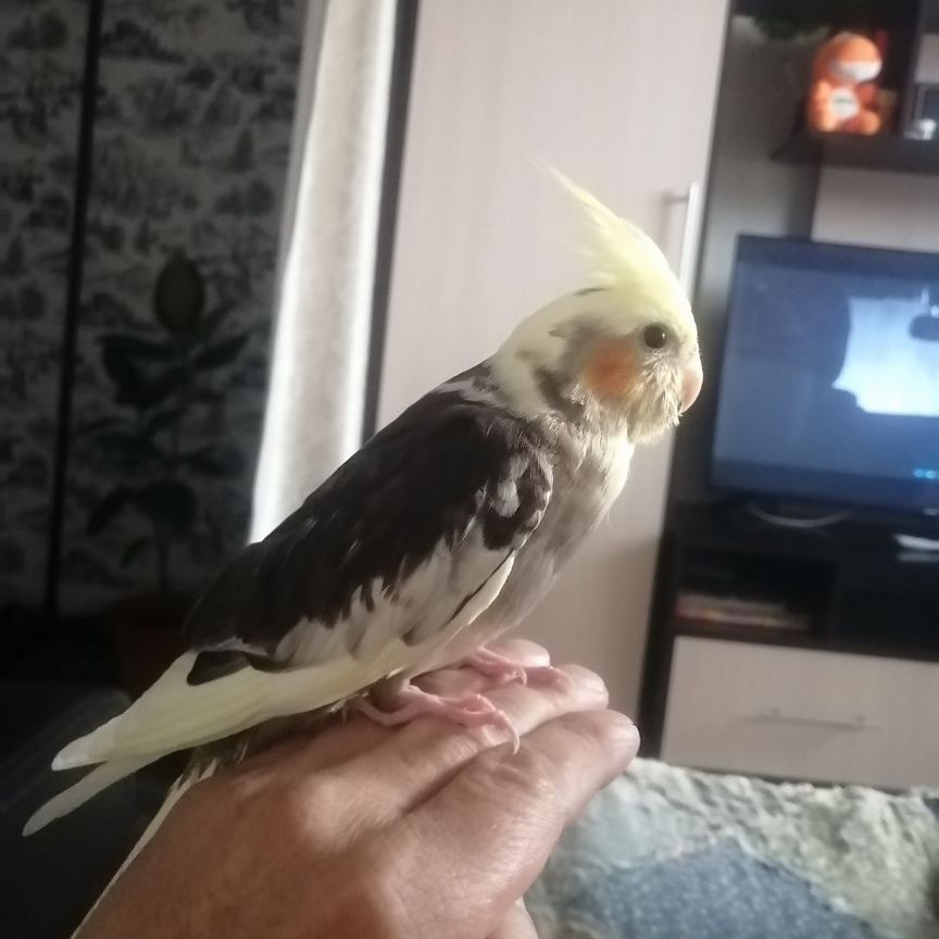 Попугай корелла, мальчик