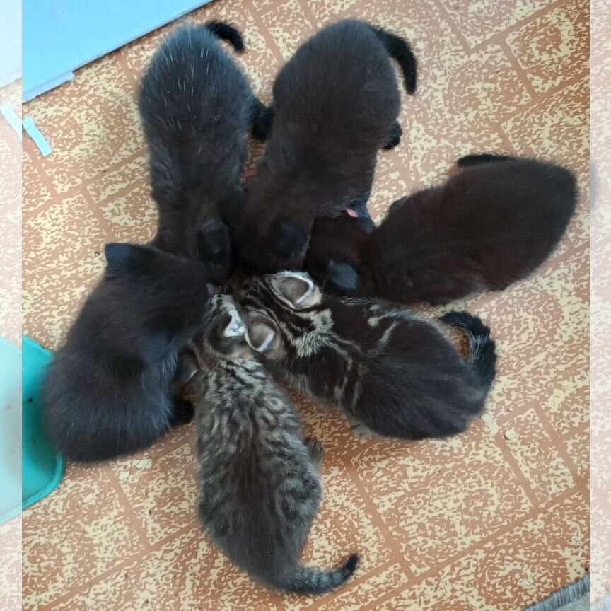 Котята в добрые руки