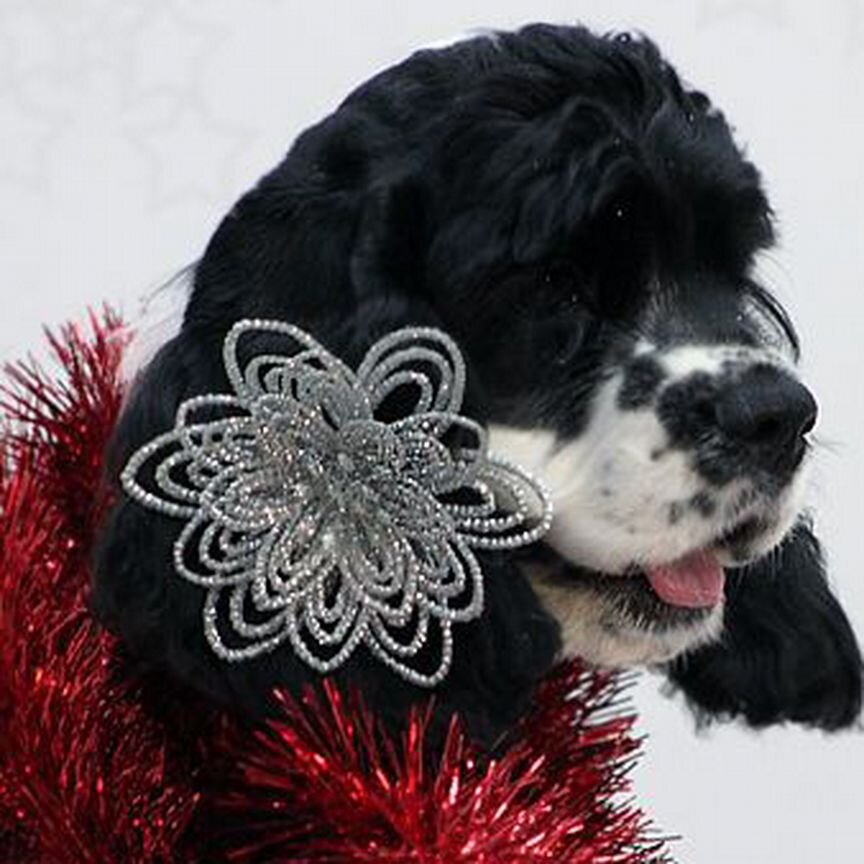 Американский кокер спаниель девочка