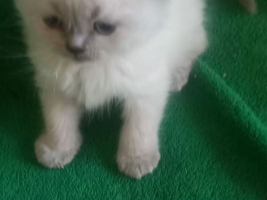 Шотландские вислоухие котята