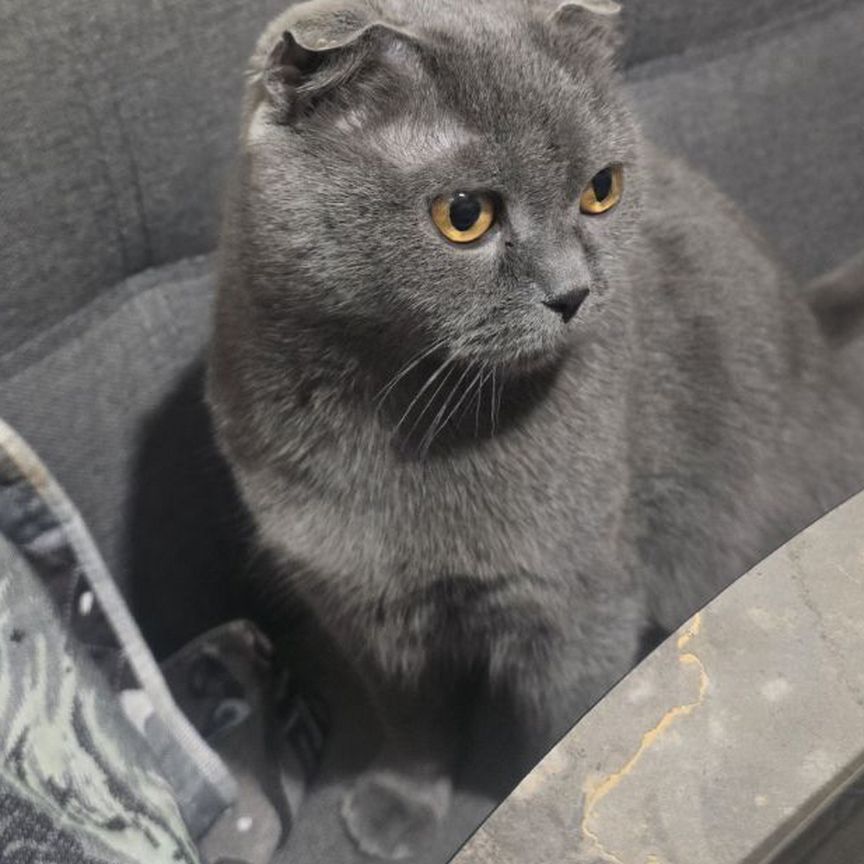 Шотландская вислоухая короткошёрстная, взрослая кошка