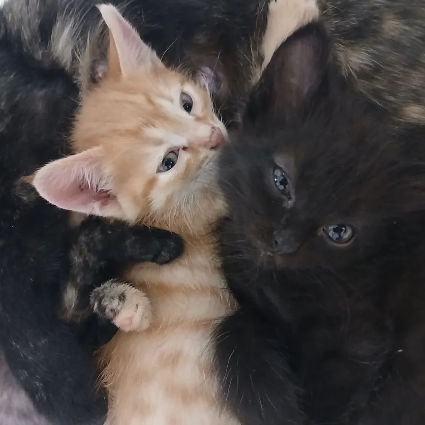 Отдаём котят бесплатно