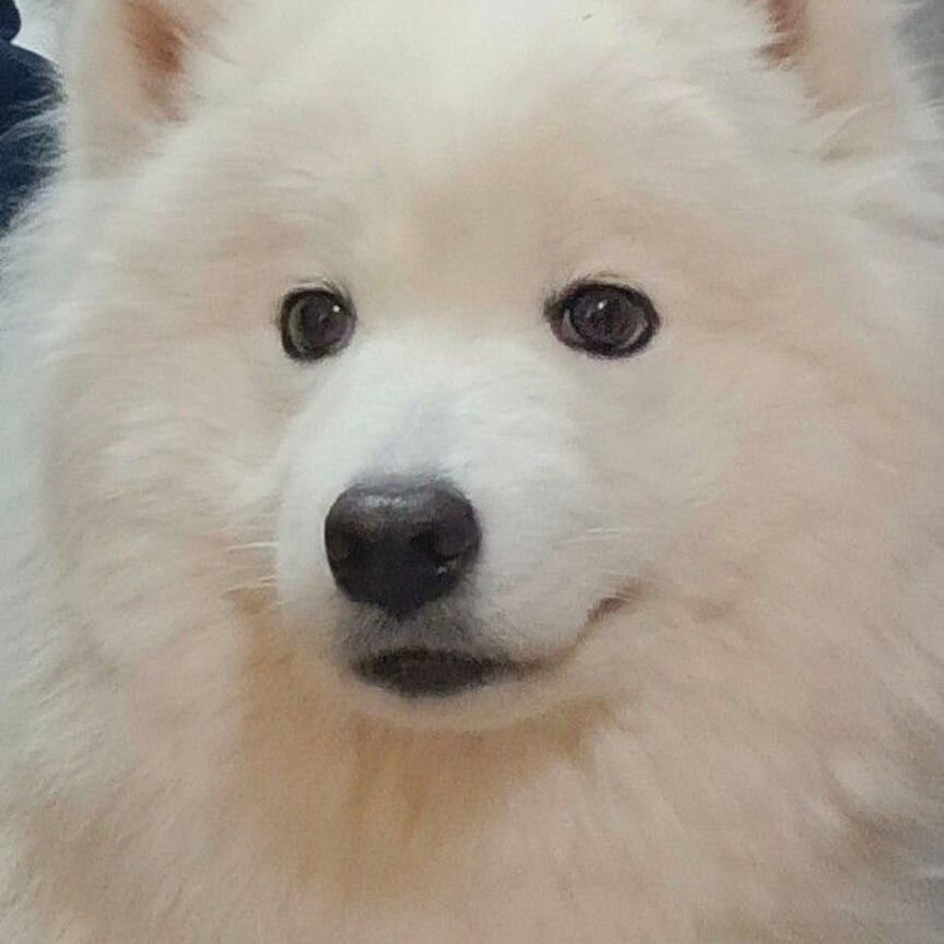 Самоедская лайка в добрые руки