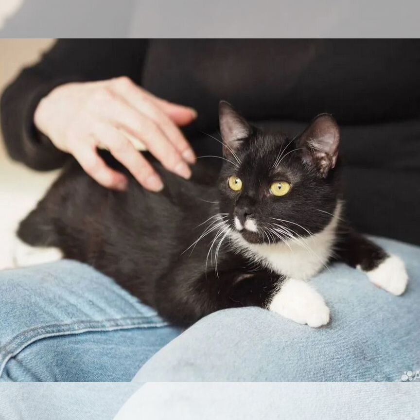 Котёнок в добрые руки