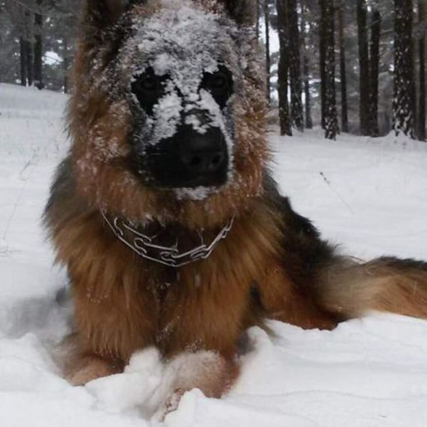 Немецкая овчарка, взрослый пёс