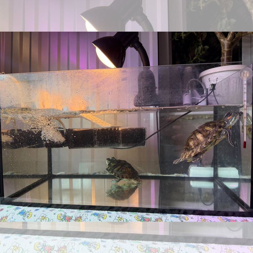 Аквариум для черепах