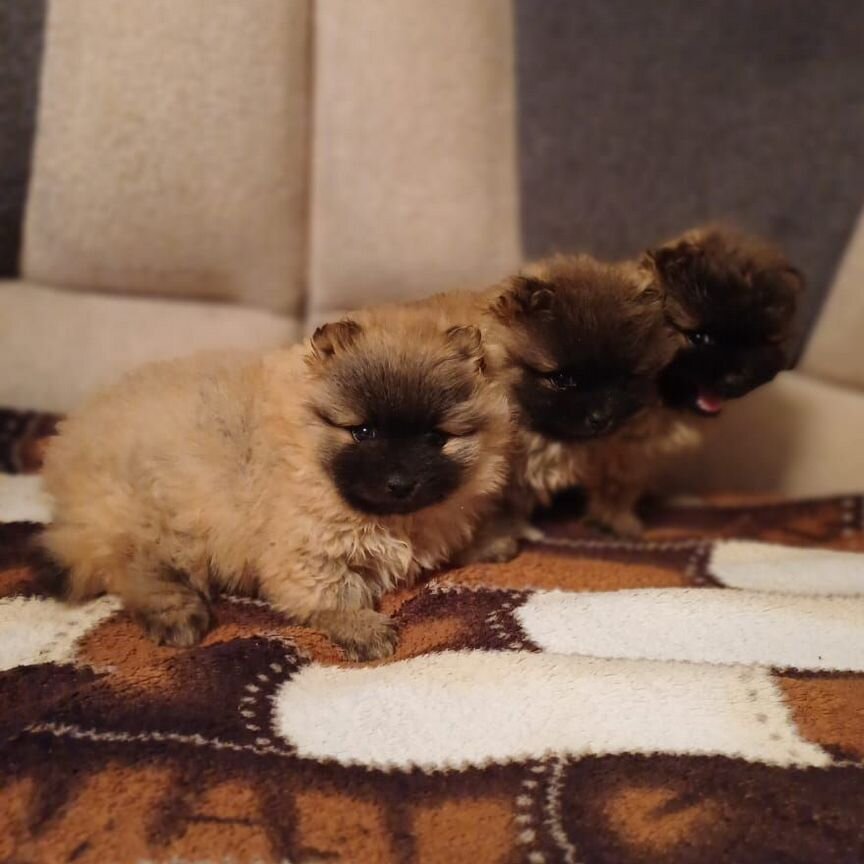 Померанский шпиц, щенок