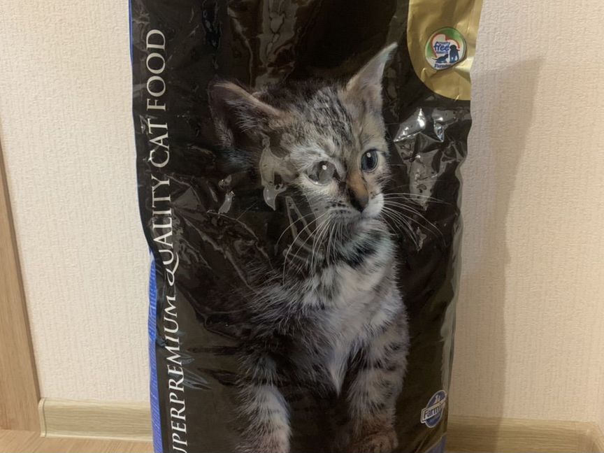 Сухой корм для котят