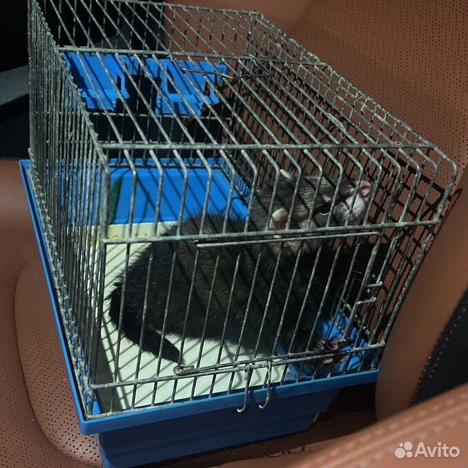 Хорек с клеткой в комплекте