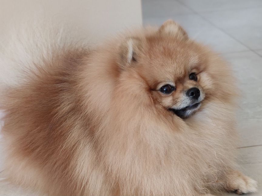 Вязка. Померанский шпиц