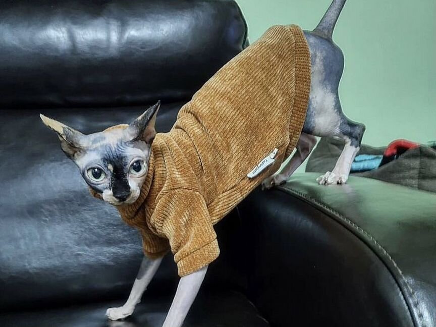Одежда для кошек и собак/ сфинкс CatDemoar
