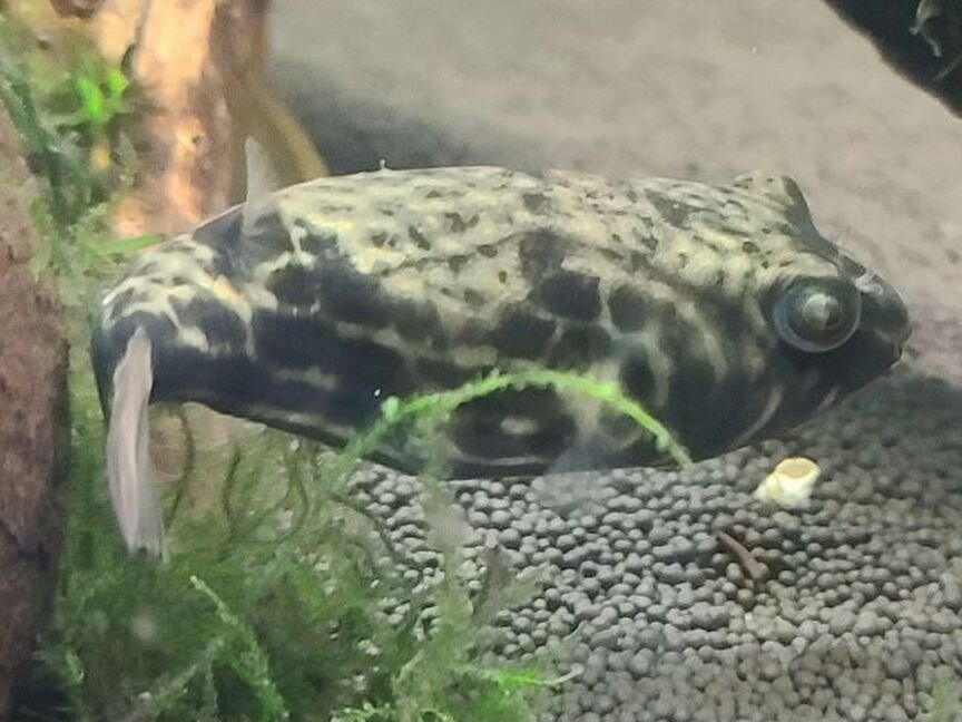 Аквариумная рыбка Тетраодон фахака