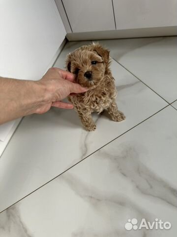 Мальтипу f1 mini мальчик