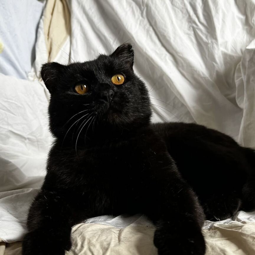 Кот Балу ищет семью