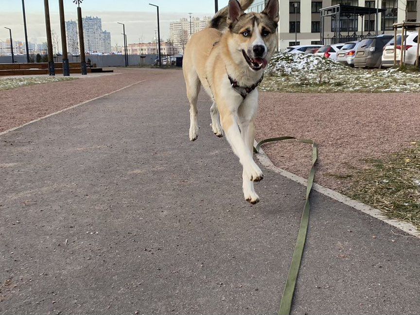 Собака в добрые руки