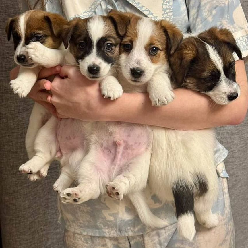 Джек-рассел-терьер, щенок