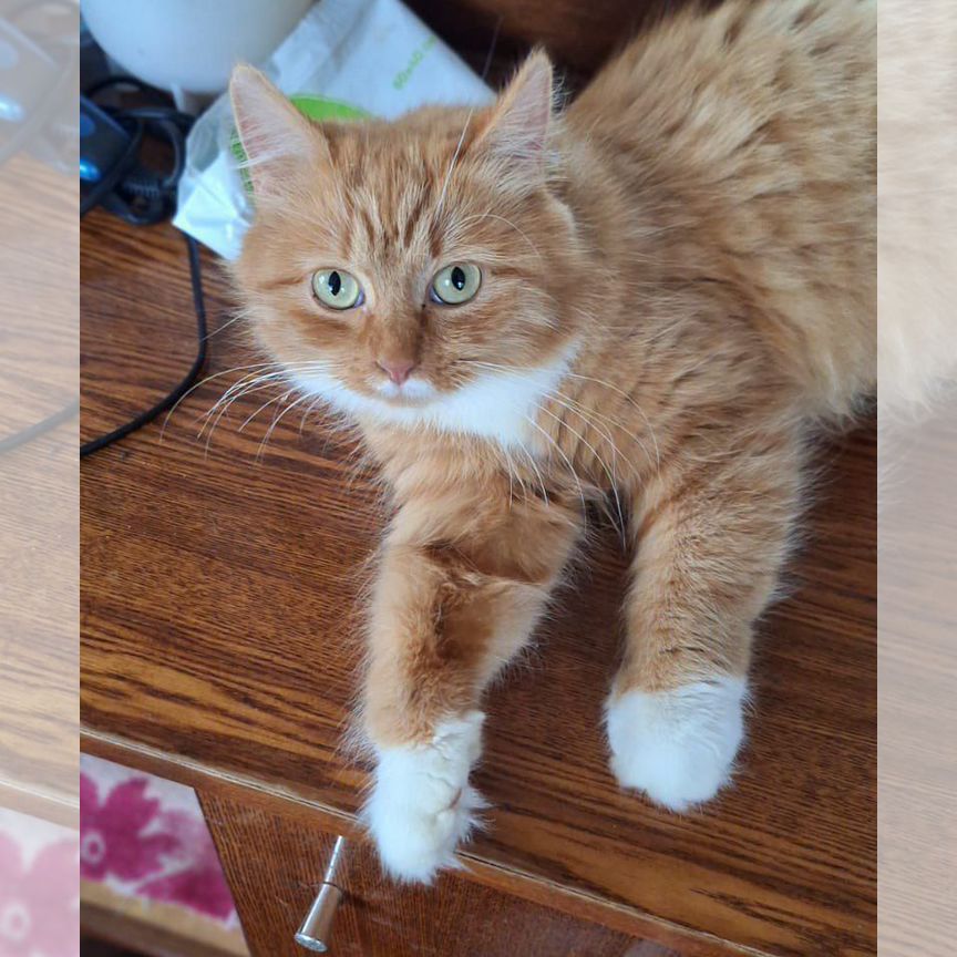 Взрослая кошка в добрые руки