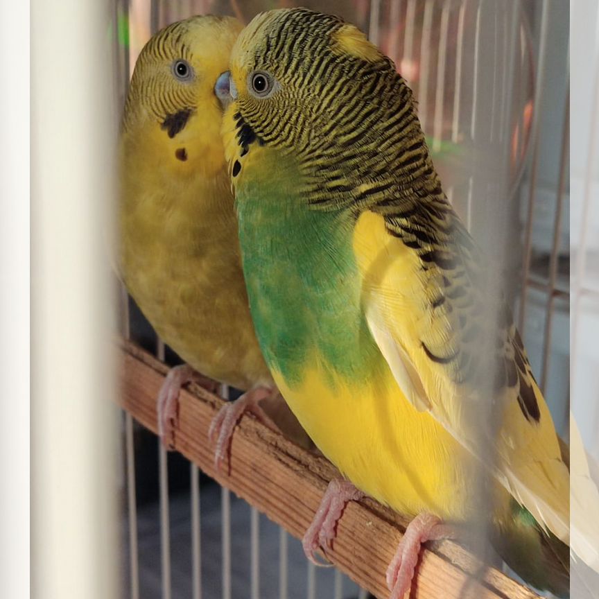 Попугаи 2шт с клеткой