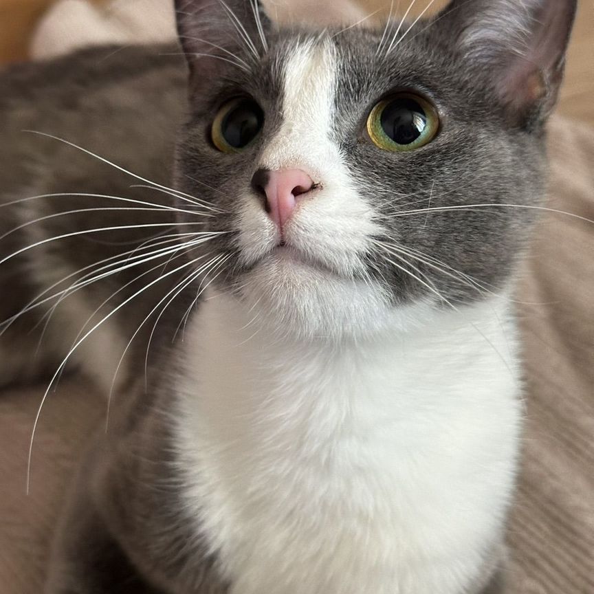 Две кошечки ищут новый дом