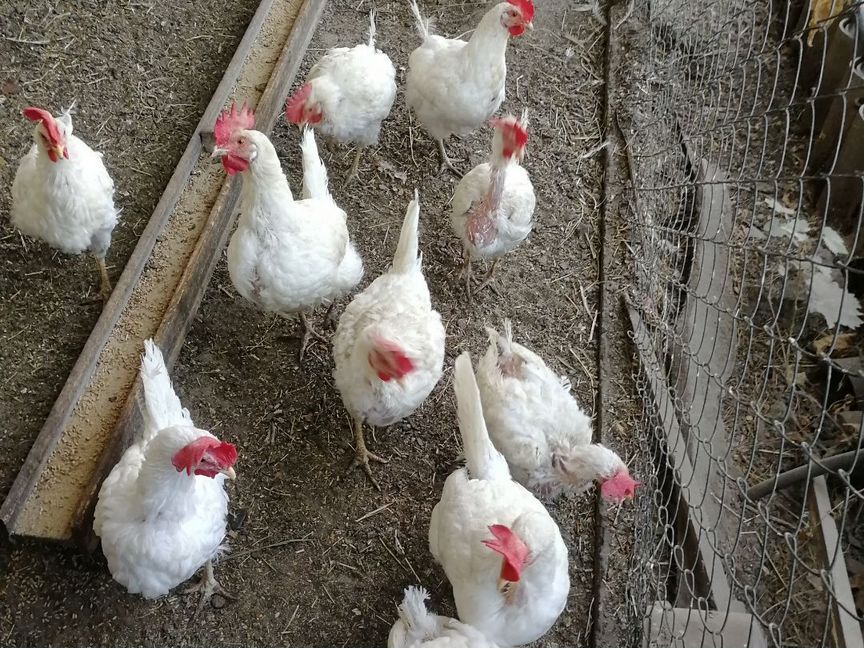 Куры леггорн