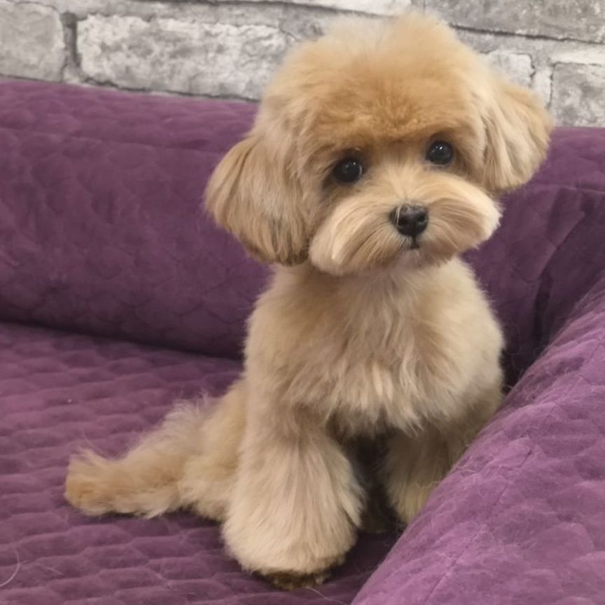 Мальтипу, щенок