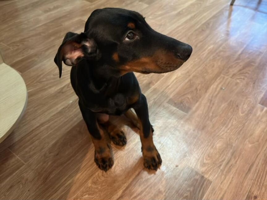 Самка добермана возрастом 2 месяца