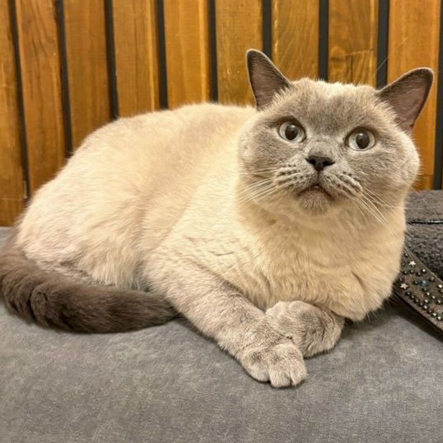 Взрослая, кошка в добрые руки