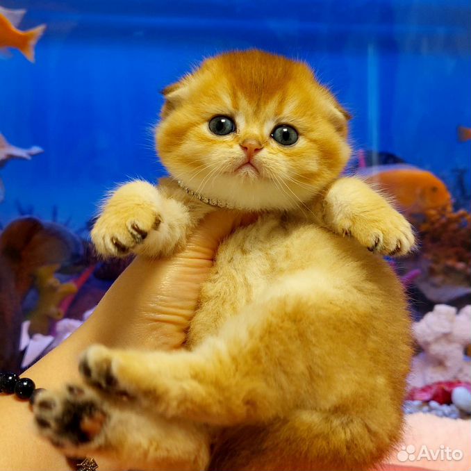 Эксклюзив. Шотландские котята. Вязка