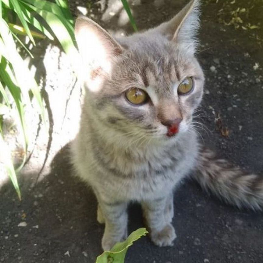 Котёнок в добрые руки