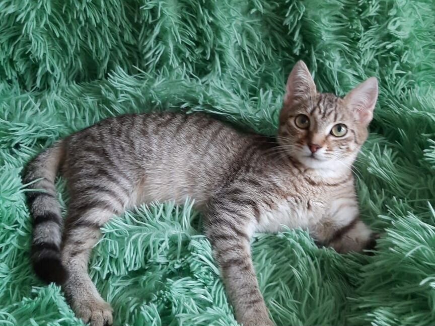 Тигровая очаровашка