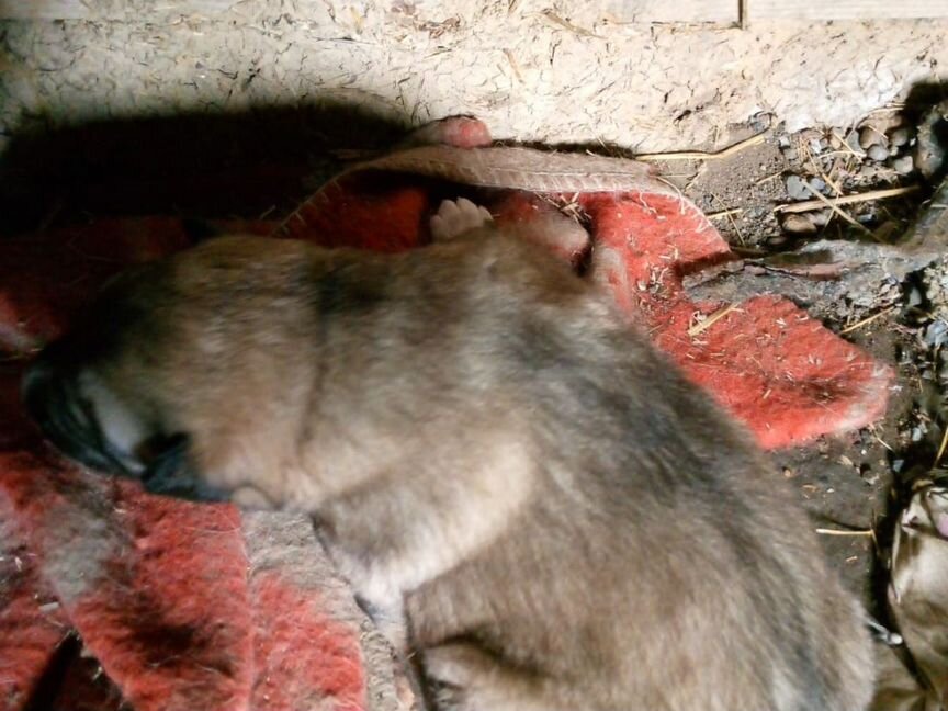 Щенок бесплатно