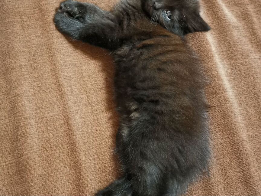 Котёночек