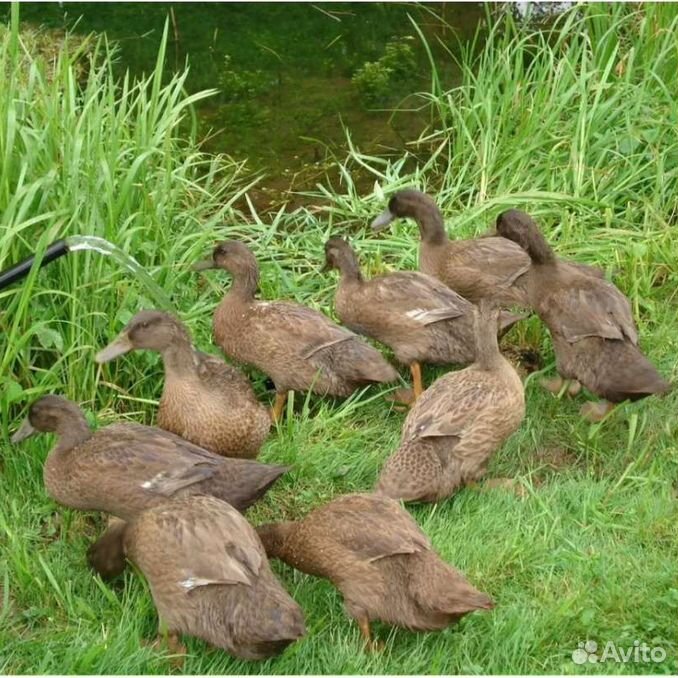 Утка Хаки Кемпбелл