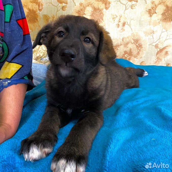 Щенок мальчик 2,5 месяца будет крупный бесплатно