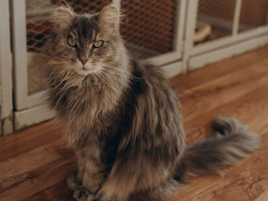 Кошечка Ласкуша