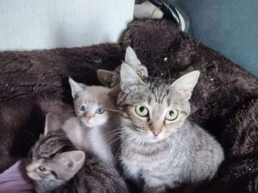 Котята в добрые руки