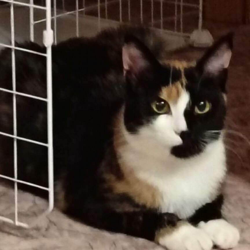 Взрослая, Девочка кошка в добрые руки