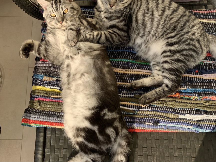 Коты отдам в добрые руки