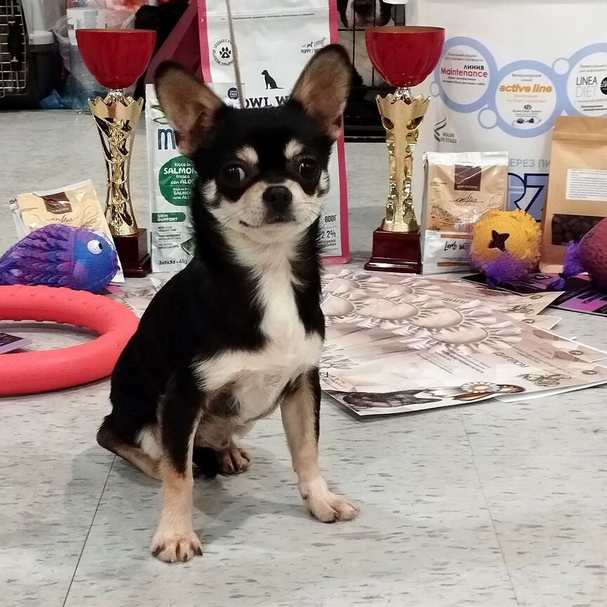 Перспективный мальчик Чихуахуа