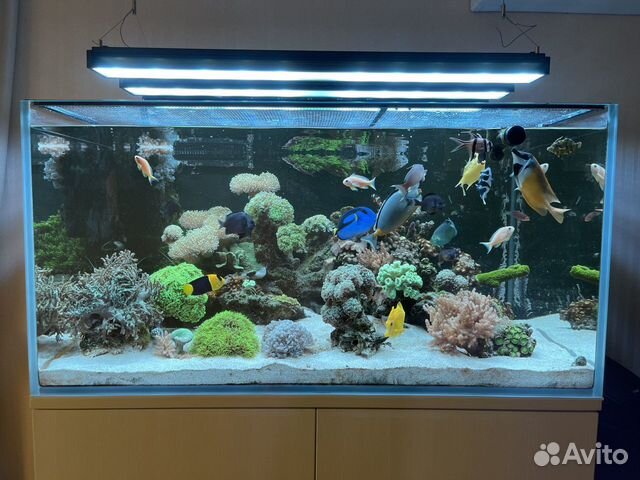 Морской аквариум полный комплект