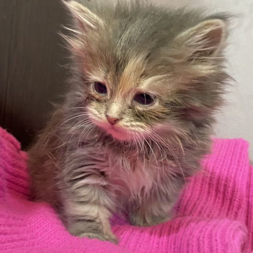 Курильский бобтейл длинношёрстный котёнок